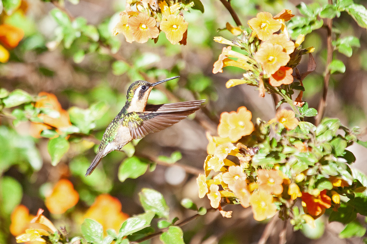Costa Rica – PIERRE DUFFAUD PHOTOGRAPHE