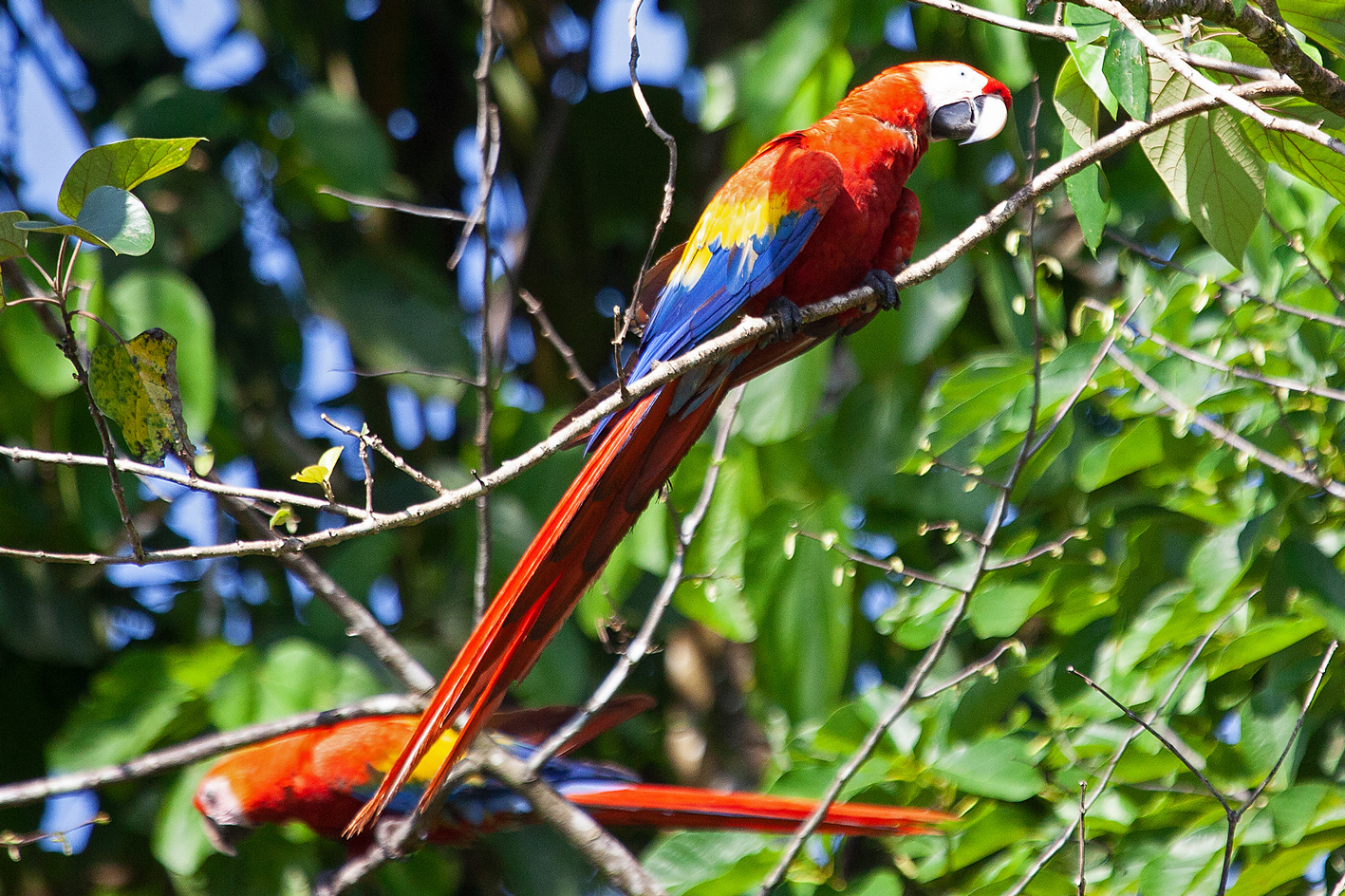 Costa Rica – PIERRE DUFFAUD PHOTOGRAPHE