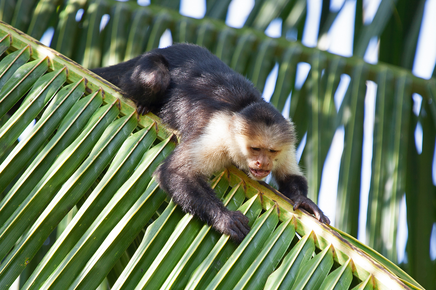 Costa Rica – PIERRE DUFFAUD PHOTOGRAPHE