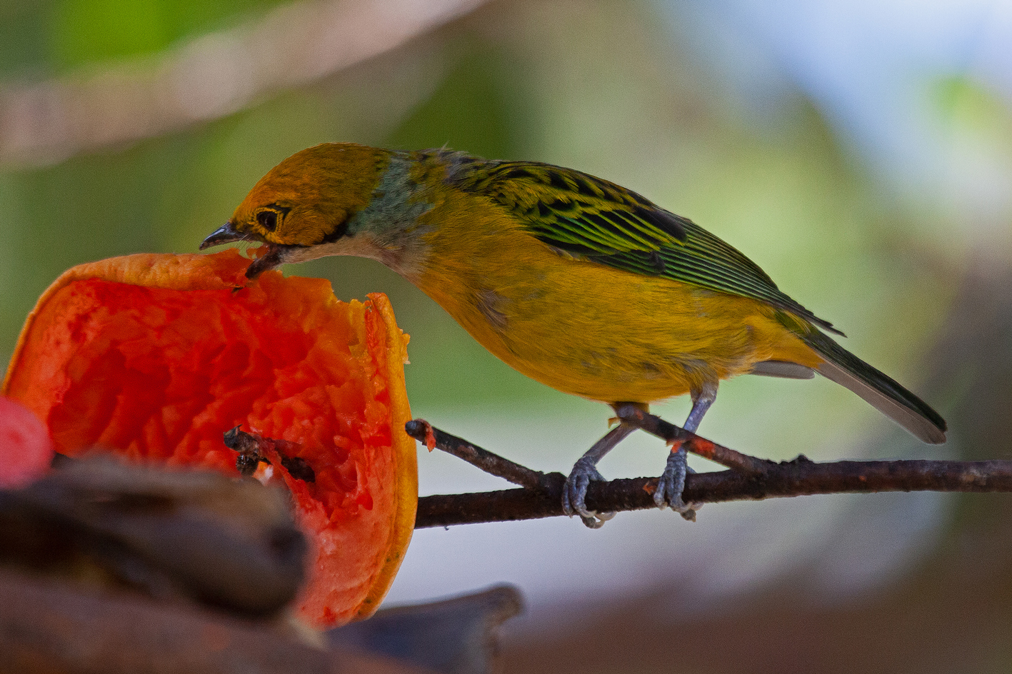 Costa Rica – PIERRE DUFFAUD PHOTOGRAPHE