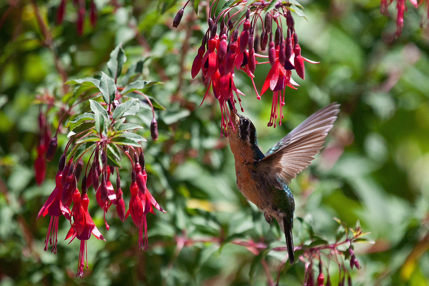 Costa Rica – PIERRE DUFFAUD PHOTOGRAPHE