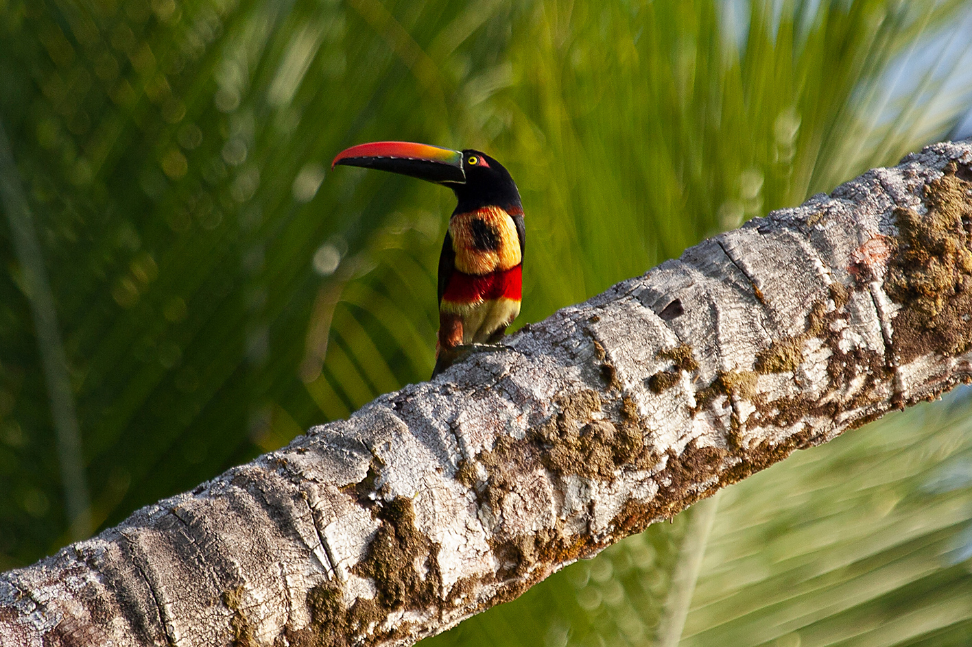 Costa Rica – PIERRE DUFFAUD PHOTOGRAPHE